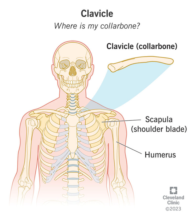 Clavicola (clavicola): Posizione E Anatomia - SFOMC