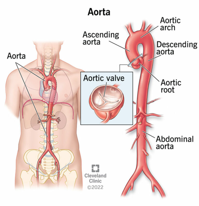 Aorta: Anatomia E Funzione - SFOMC