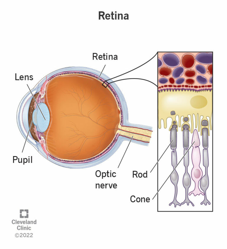 Retina: Anatomia, Funzione E Condizioni Comuni - SFOMC