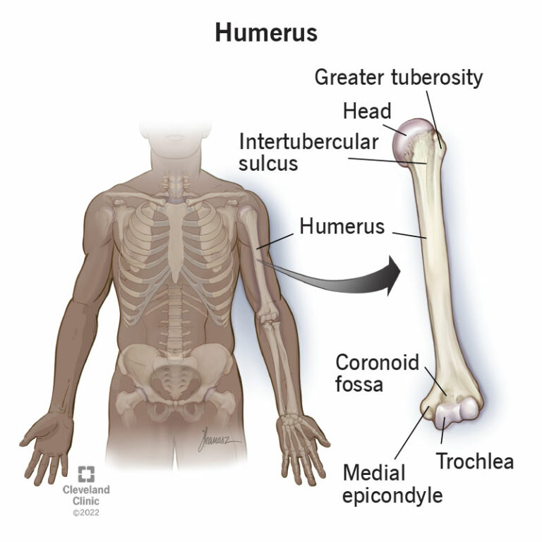 Omero (osso): Anatomia, Posizione E Funzione - SFOMC