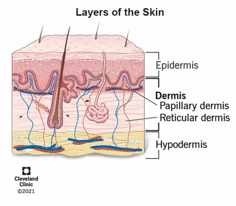 Derma (strato Intermedio Della Pelle): Strati, Funzione E Struttura - SFOMC