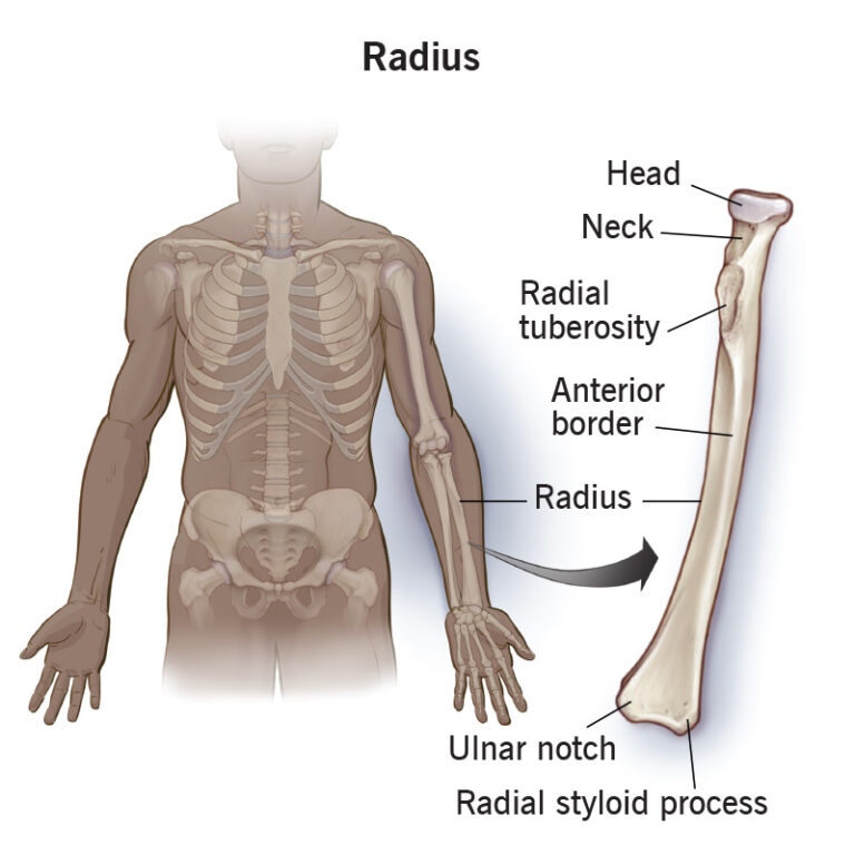 Radio (osso): Anatomia, Posizione E Funzione - SFOMC